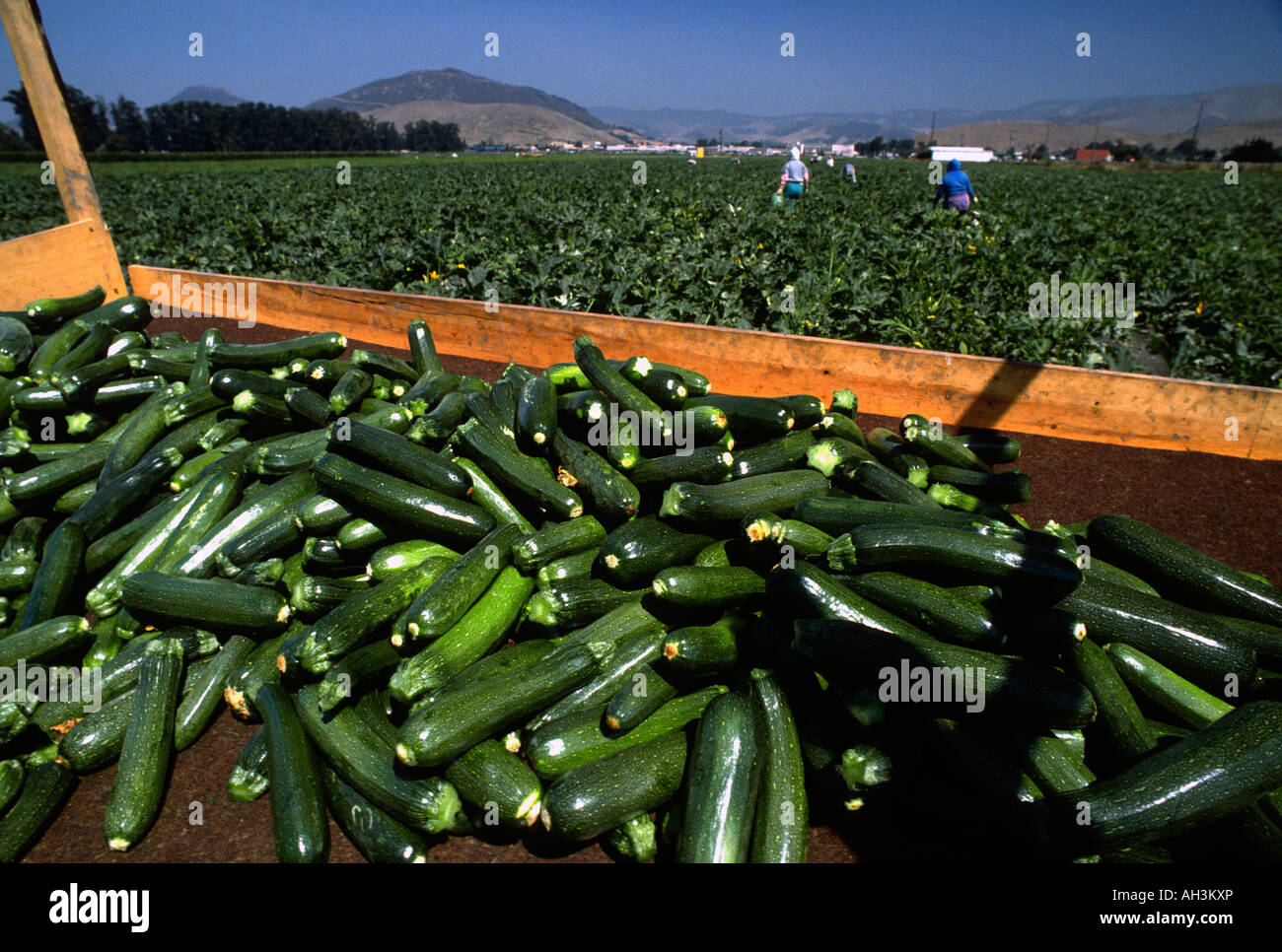 Italian squash harvest in California Stock Photo - Alamy