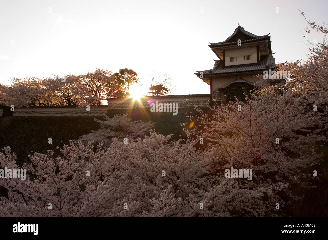 sunset cherry blossom Kanazawa castle Kanazawa city Ishigawa prefecture ...