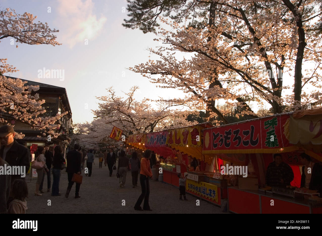 cherry blossom viewing hanami Kenrokuen Garden Kanazawa city Ishigawa ...