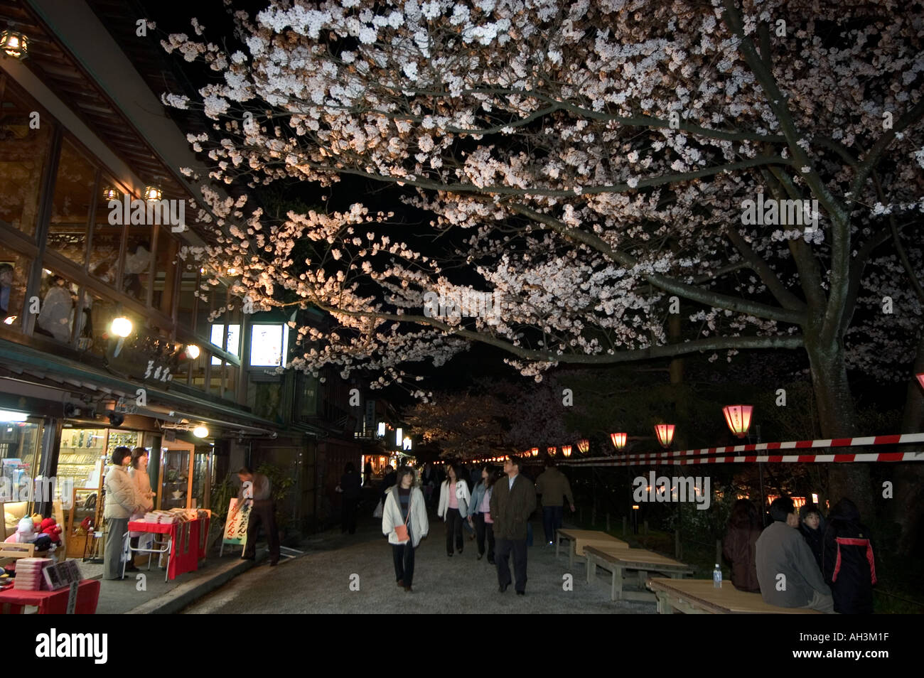 hanami night time cherry blossom festival Kenrokuen Garden Kanazawa ...