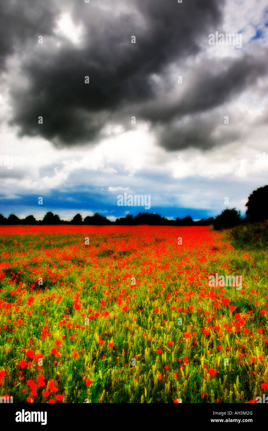 Poppy field beneath an angry sky Stock Photo - Alamy