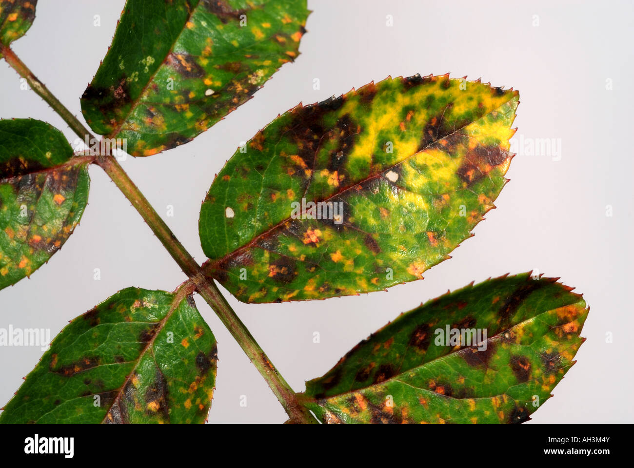 Rose Rust Phragmidium Mucronatum Stock Photos & Rose Rust Phragmidium Mucronatum Stock Images ...