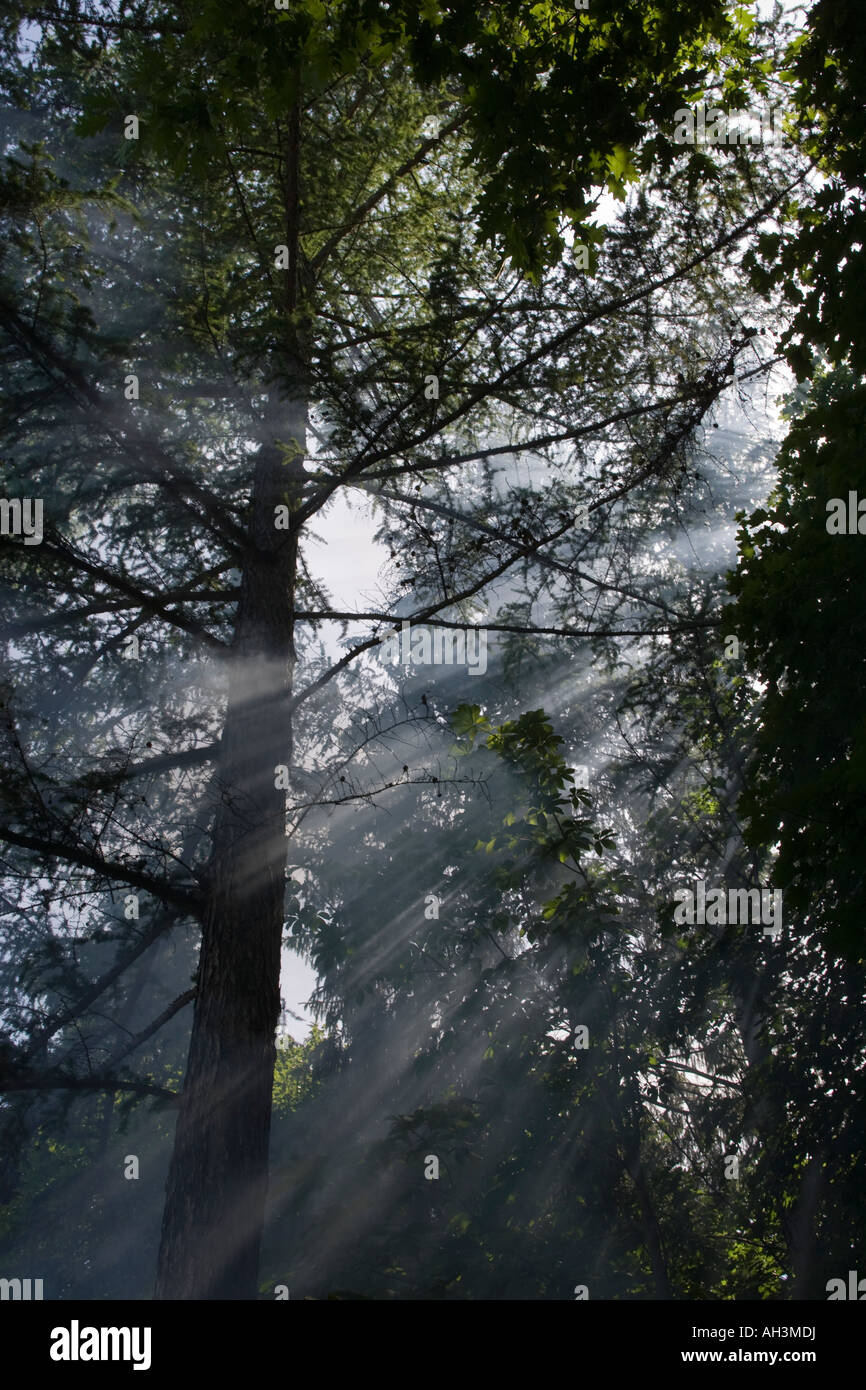 LIGHT SHINING THROUGH FIR TREES IN MIST Stock Photo - Alamy
