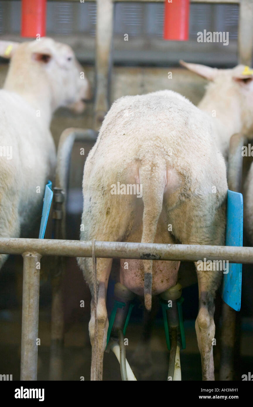 sheep being milked at the Eden Ostrich world near Penrith, Cumbria, UK ...