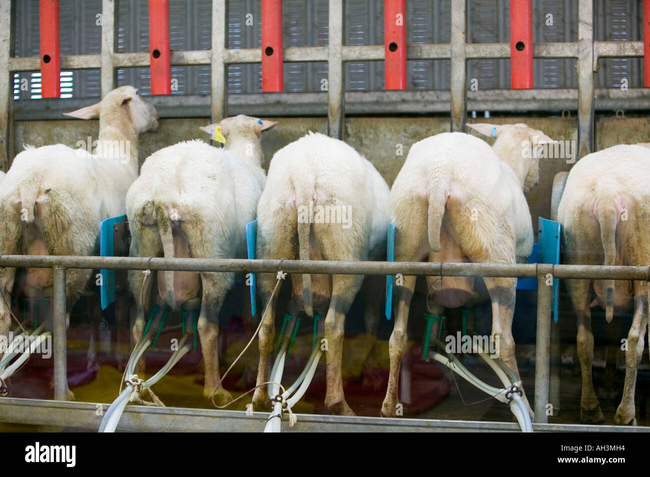 Milking sheep dairy sheep being hi-res stock photography and images - Alamy