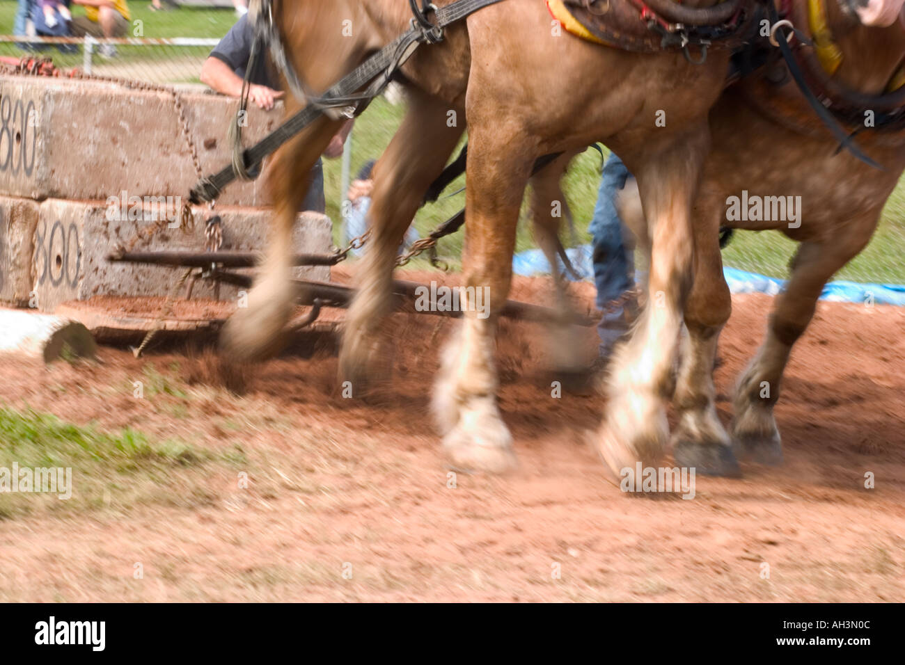 Horses at a fair competing in a horse pulling contest Stock Photo - Alamy