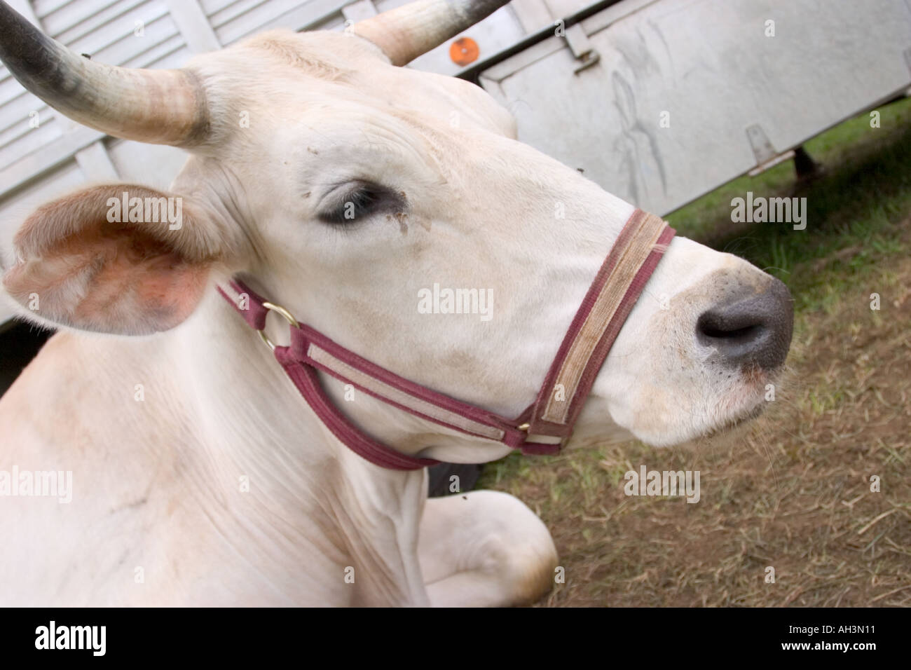 Cow harness hi-res stock photography and images - Alamy