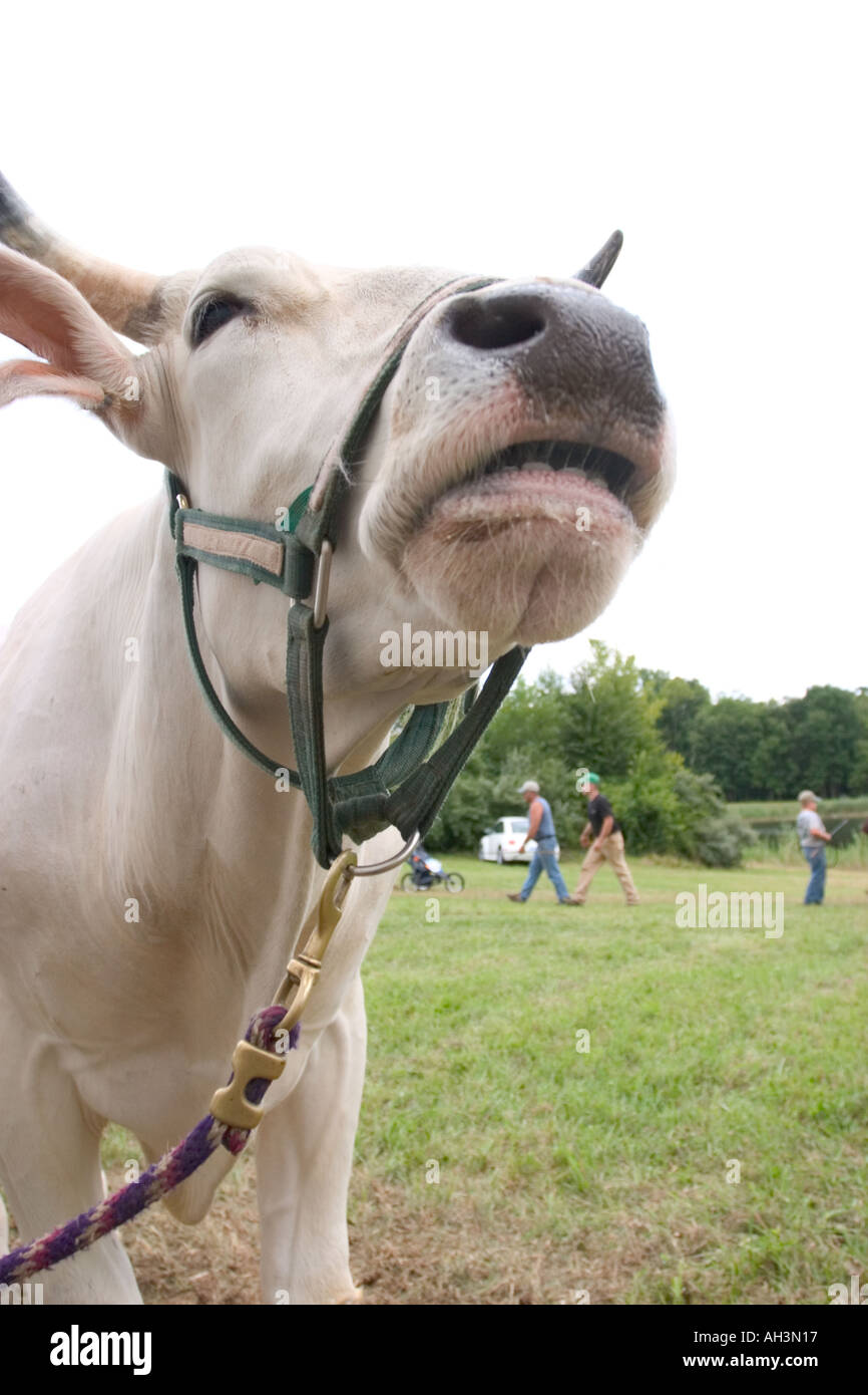 Cow harness hi-res stock photography and images - Alamy