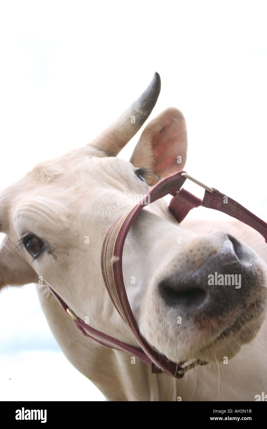 Peter harness hi-res stock photography and images - Alamy