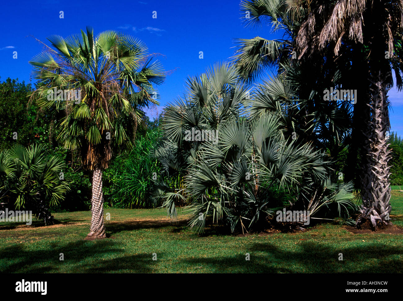 Fairchild tropical botanic garden hi-res stock photography and images ...