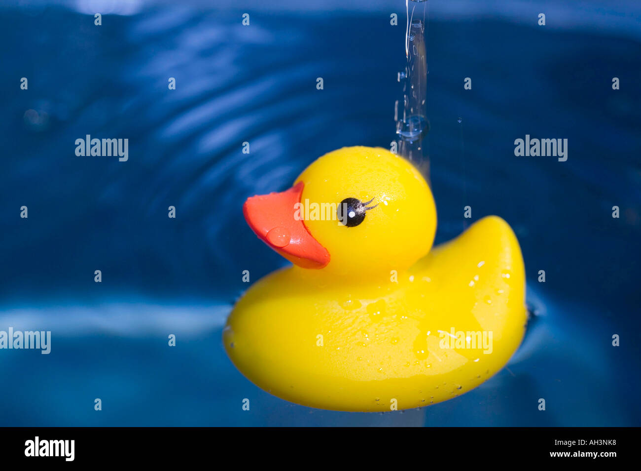 a toy rubber duck and falling water Stock Photo - Alamy