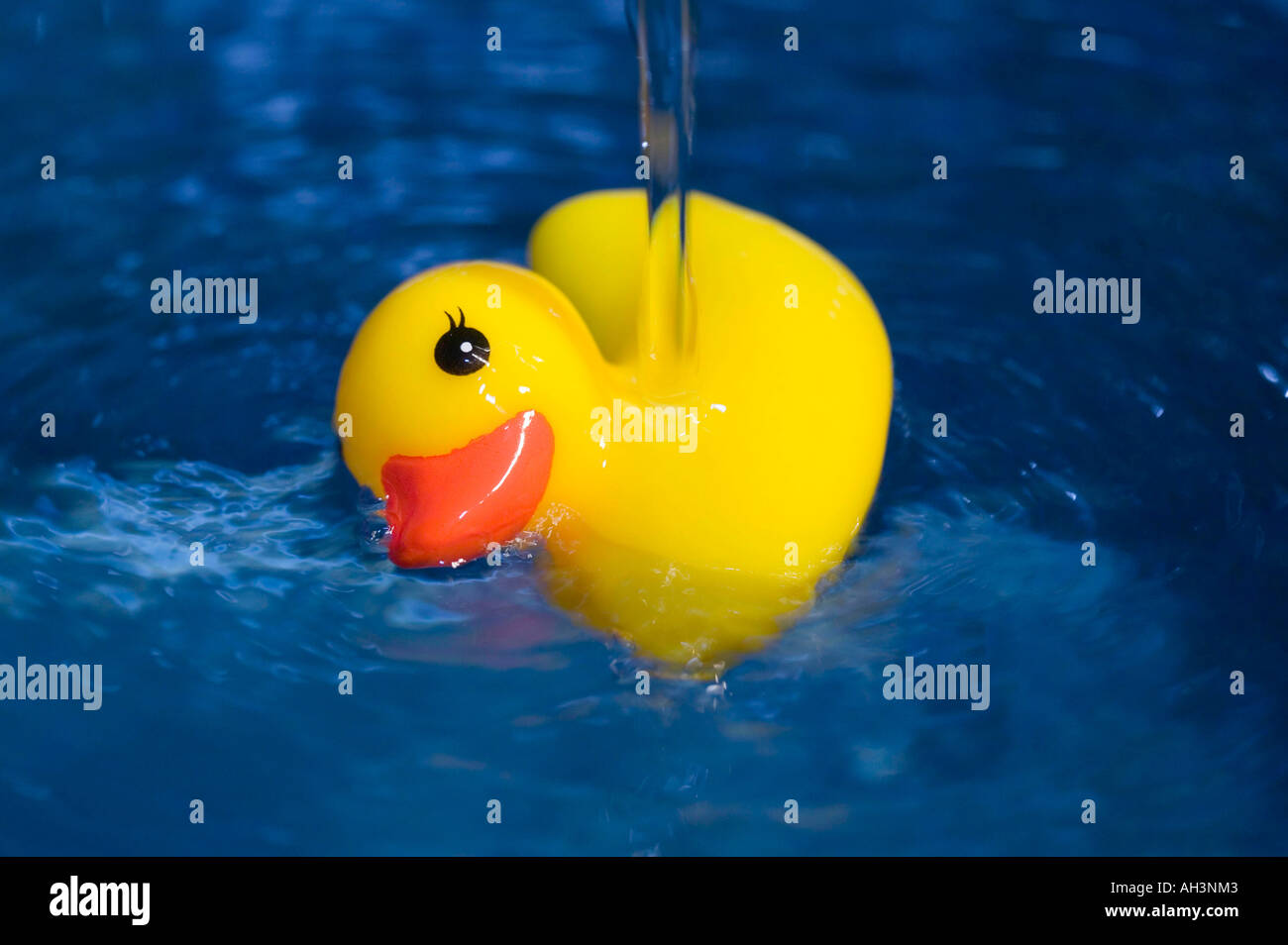 Blue rubber duck with orange beak hi-res stock photography and images ...