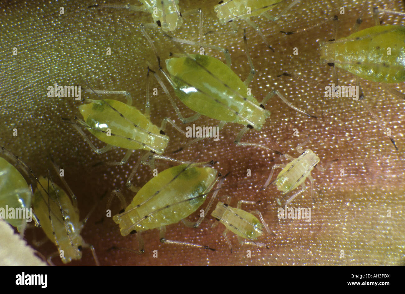 Glasshouse potato aphid Aulacorthum solani on orchid flower Stock Photo ...