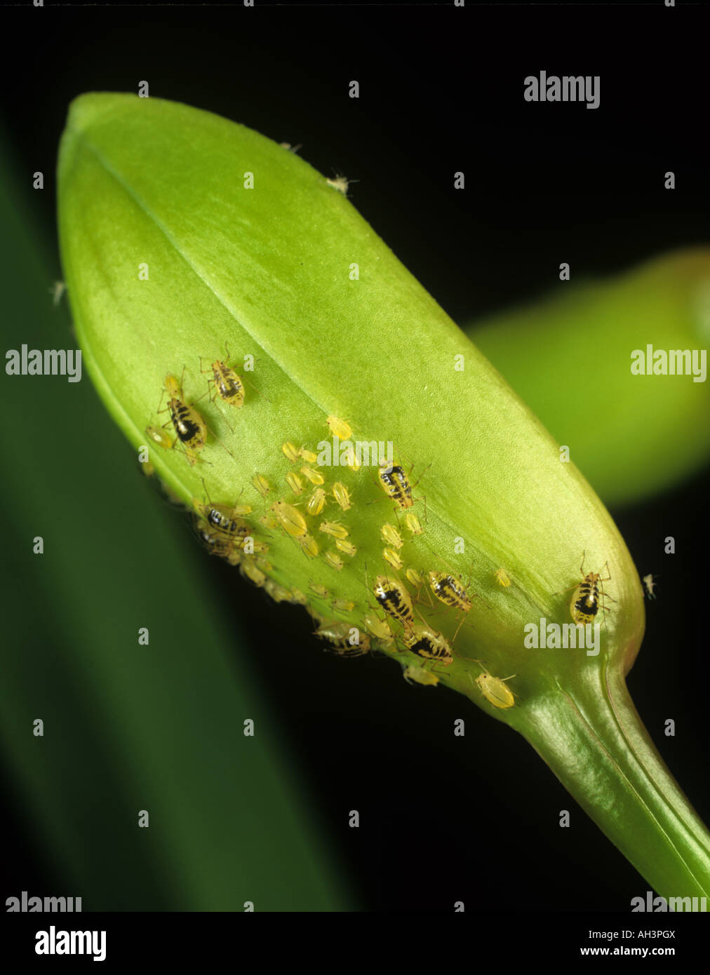 Mottled arum aphid hi-res stock photography and images - Alamy