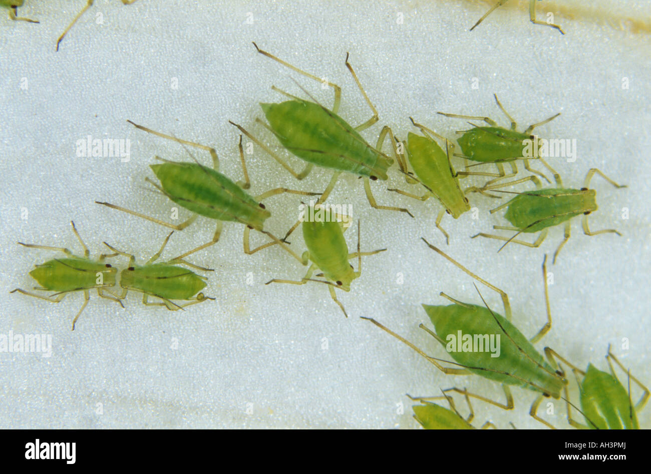 Macrosiphum Euphorbiae Stock Photos & Macrosiphum Euphorbiae Stock ...