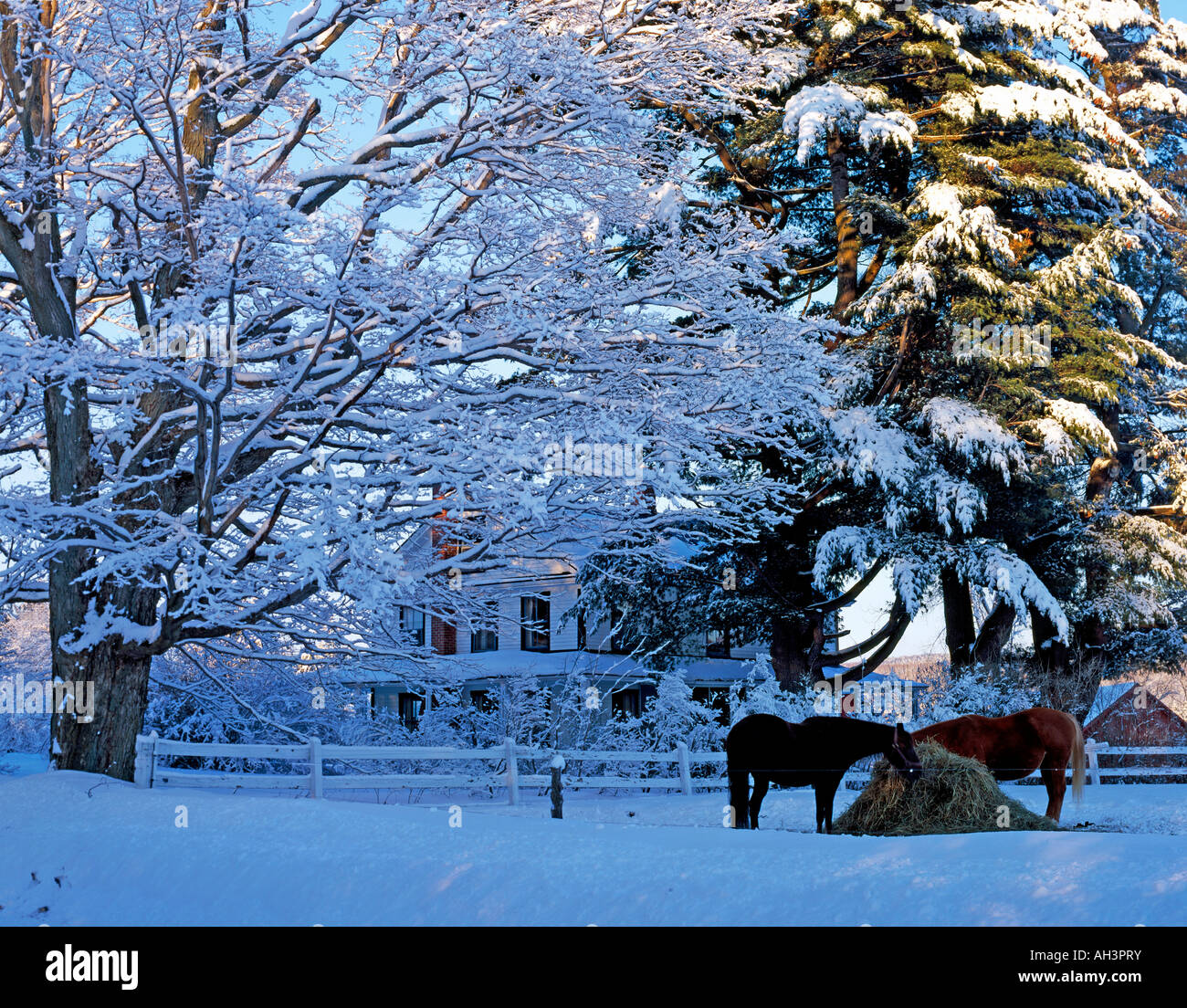 Horses in winter scene Stock Photo - Alamy