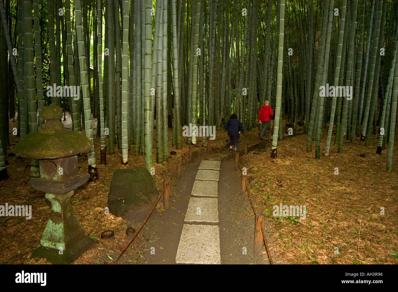 bamboo forest Kamakura Honshu Japan Stock Photo - Alamy