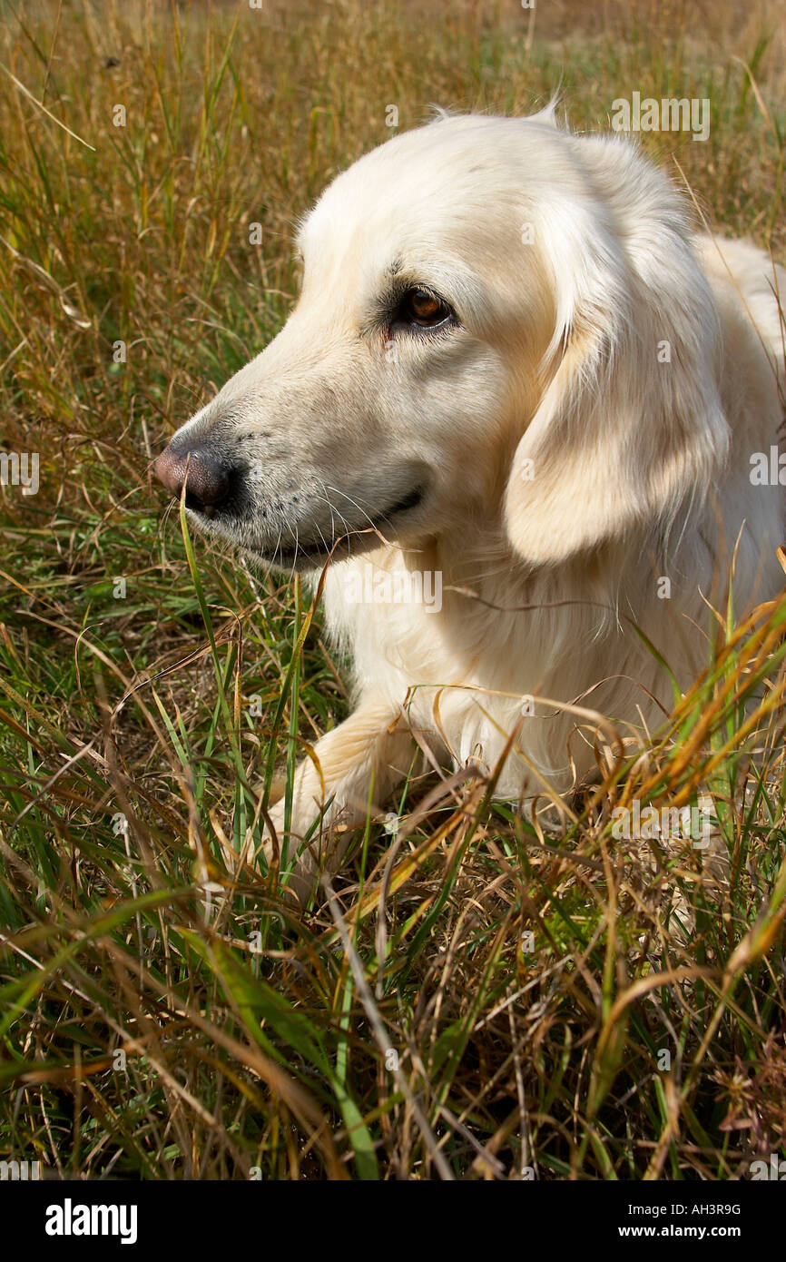 The golden profile hi-res stock photography and images - Alamy