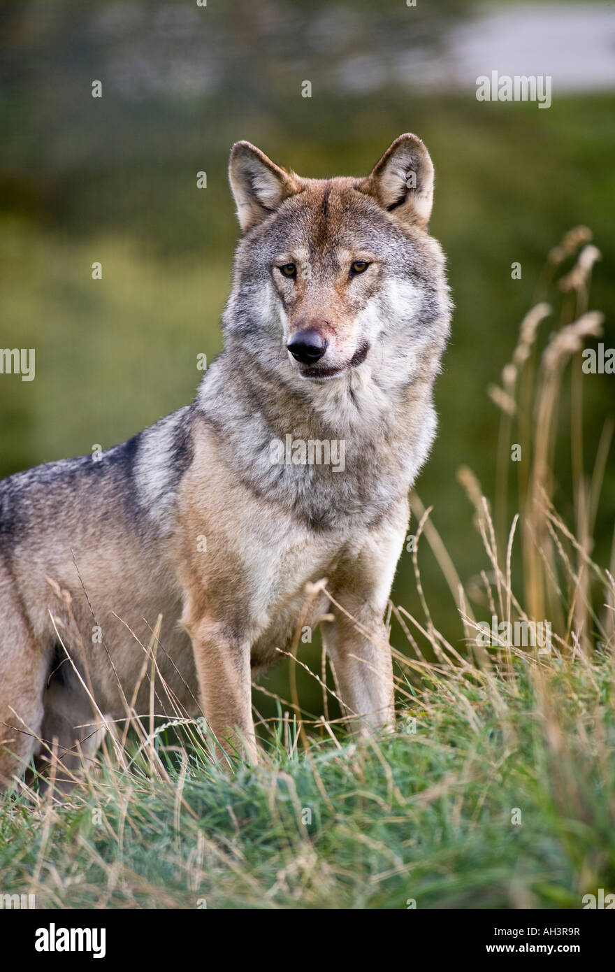 European Grey Wolf Canis lupus lupus Stock Photo - Alamy