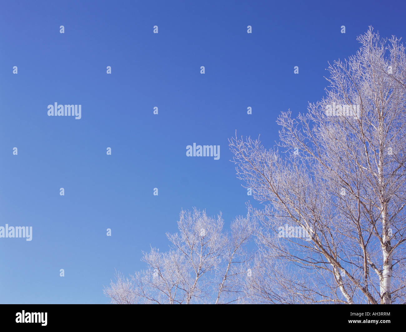 Trees covered in frost, Hokkaido, Japan Stock Photo - Alamy
