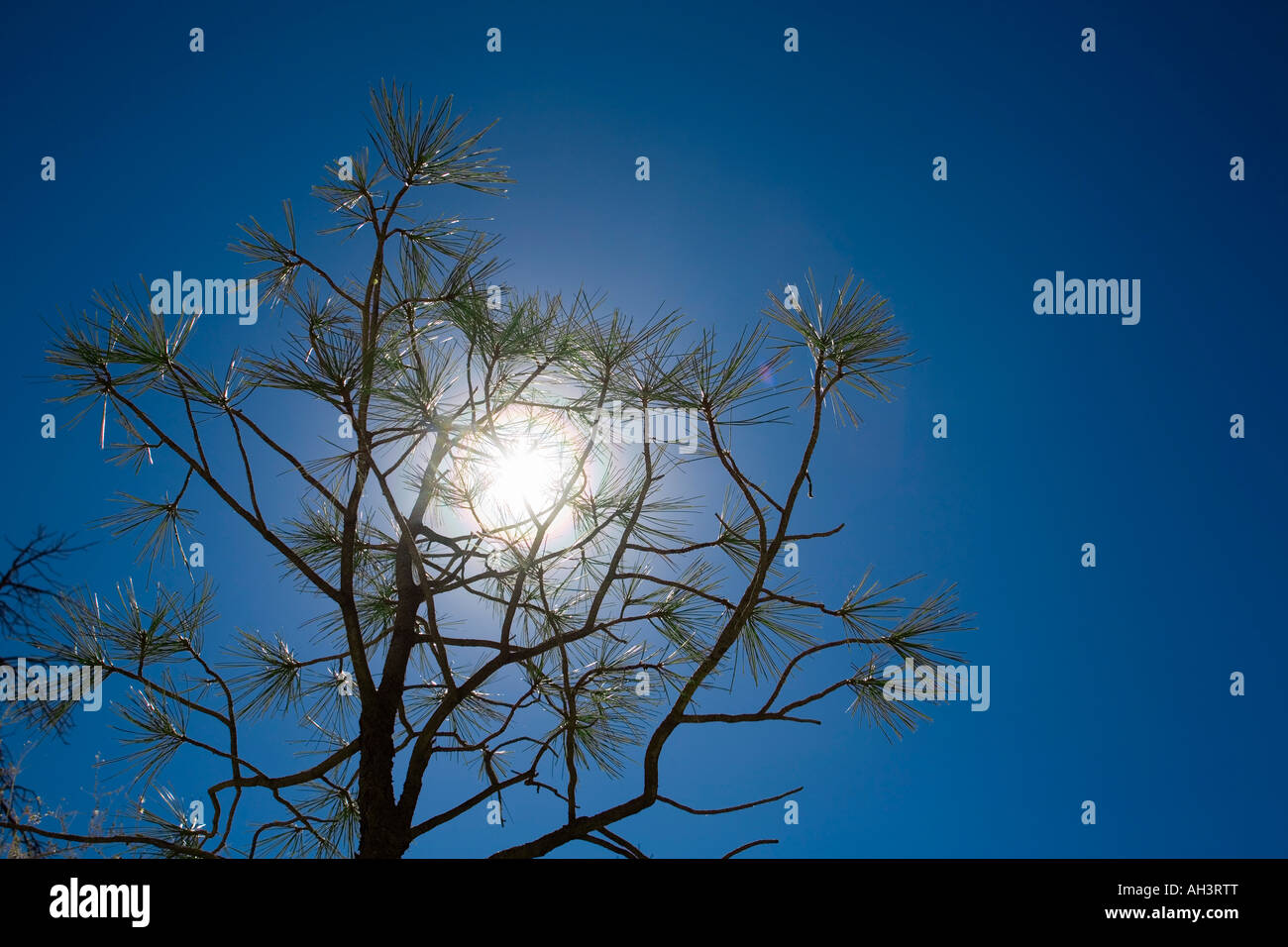 Tree branches illuminated rays hi-res stock photography and images - Alamy