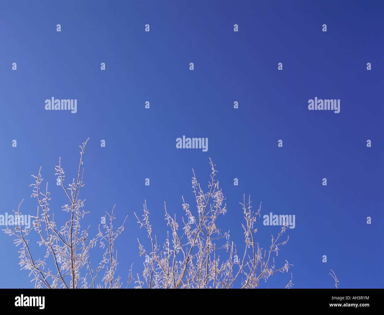 Trees covered in frost, Hokkaido, Japan Stock Photo - Alamy
