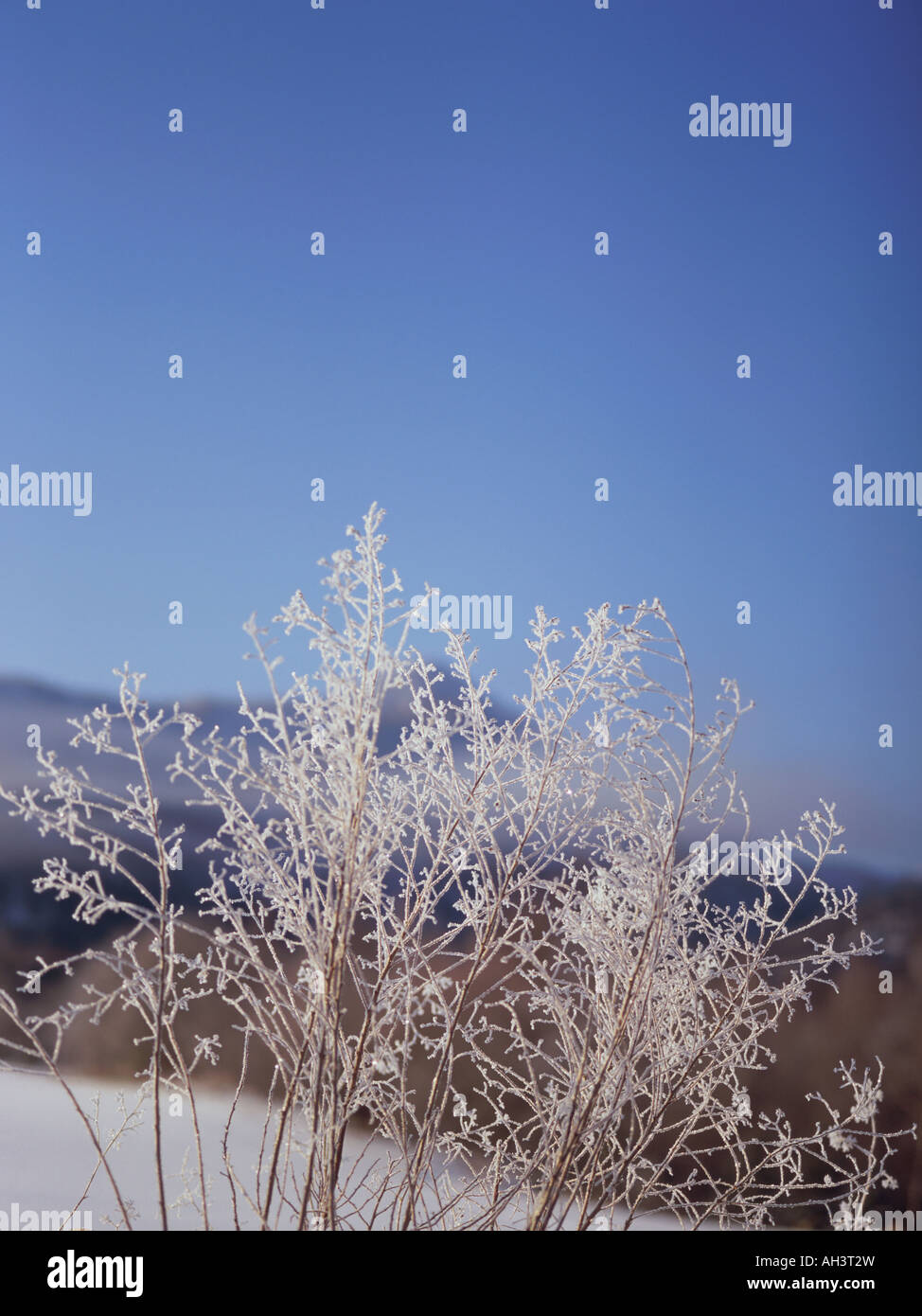 Trees covered in frost, Hokkaido, Japan Stock Photo - Alamy