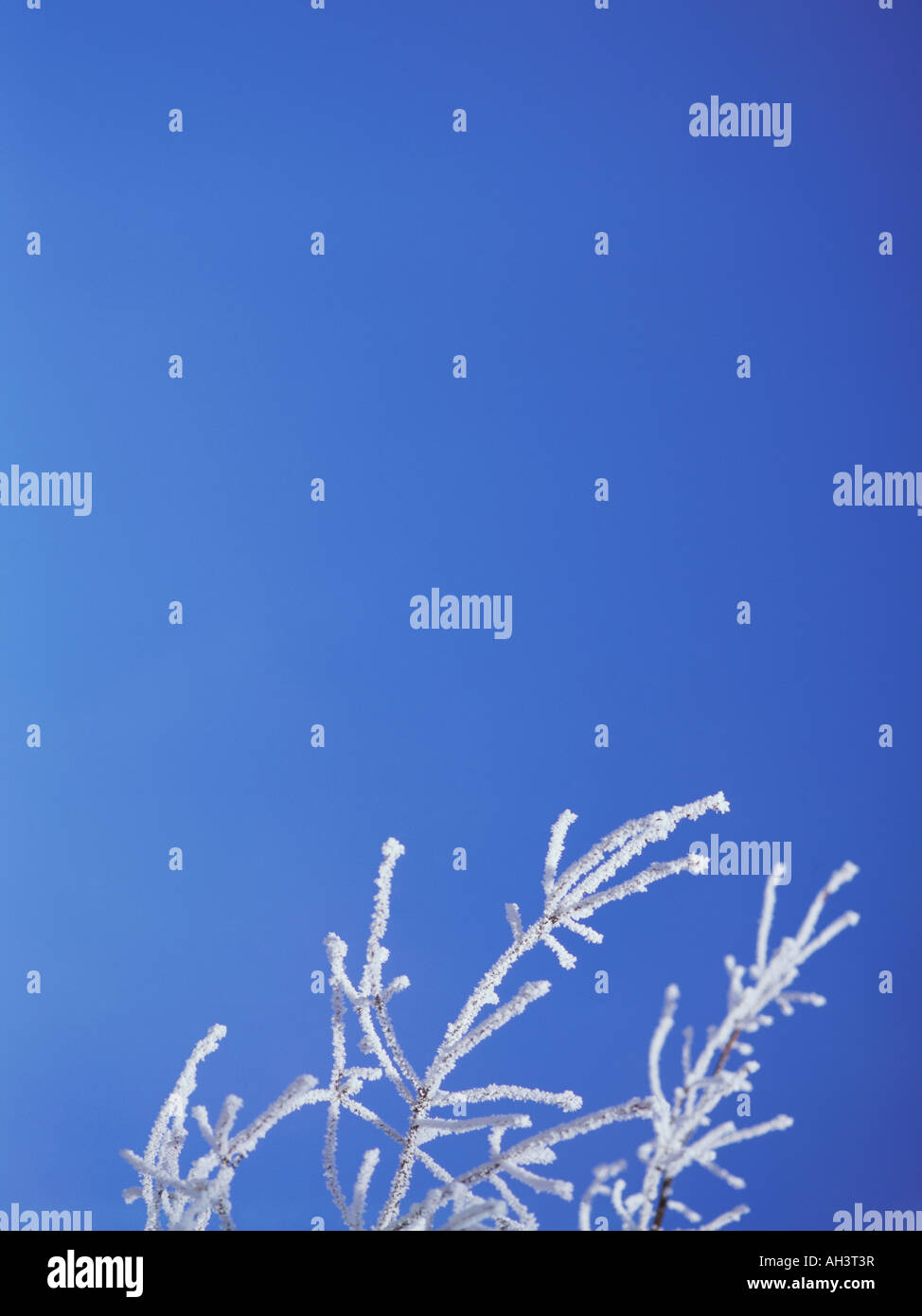 Frost on tree branch, Hokkaido, Japan Stock Photo - Alamy