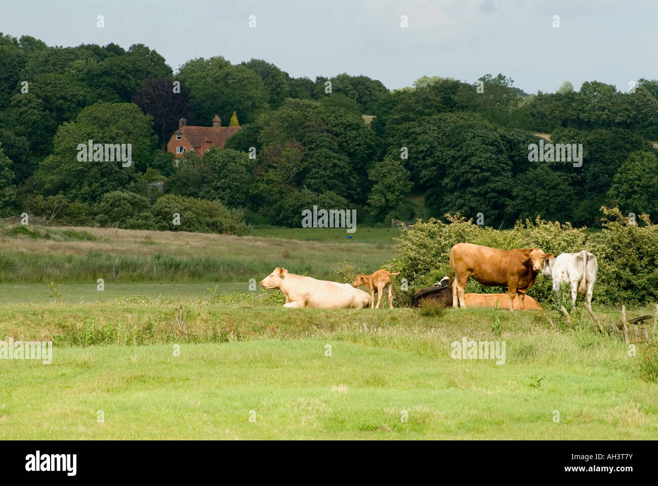 Cows in Combe Haven Valley East Sussex Stock Photo - Alamy