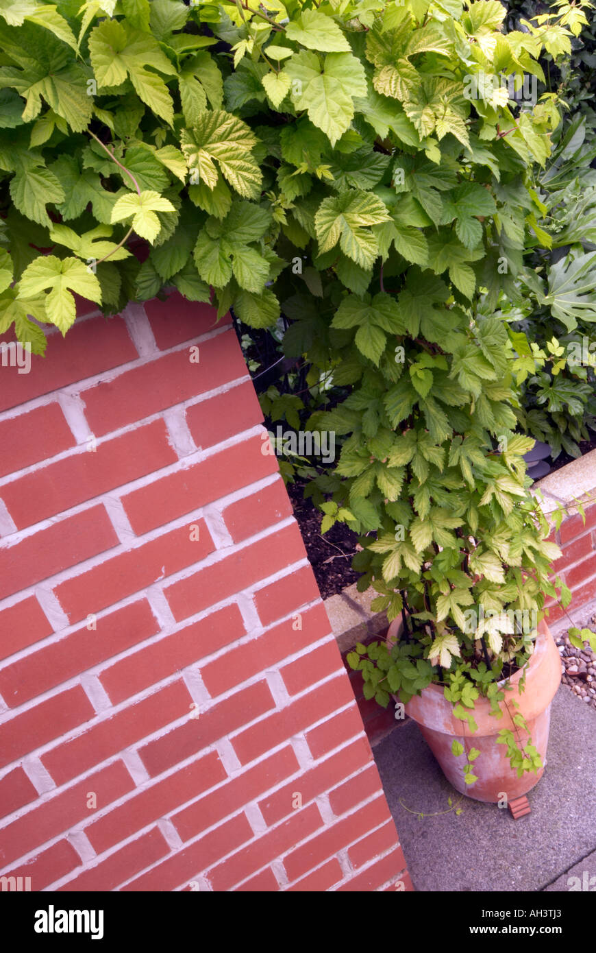 Humulus aurea hi-res stock photography and images - Alamy