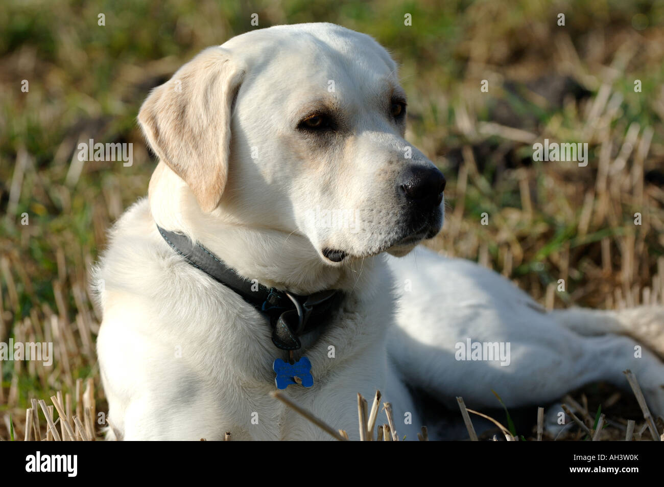 Golden labrador dog Stock Photo - Alamy