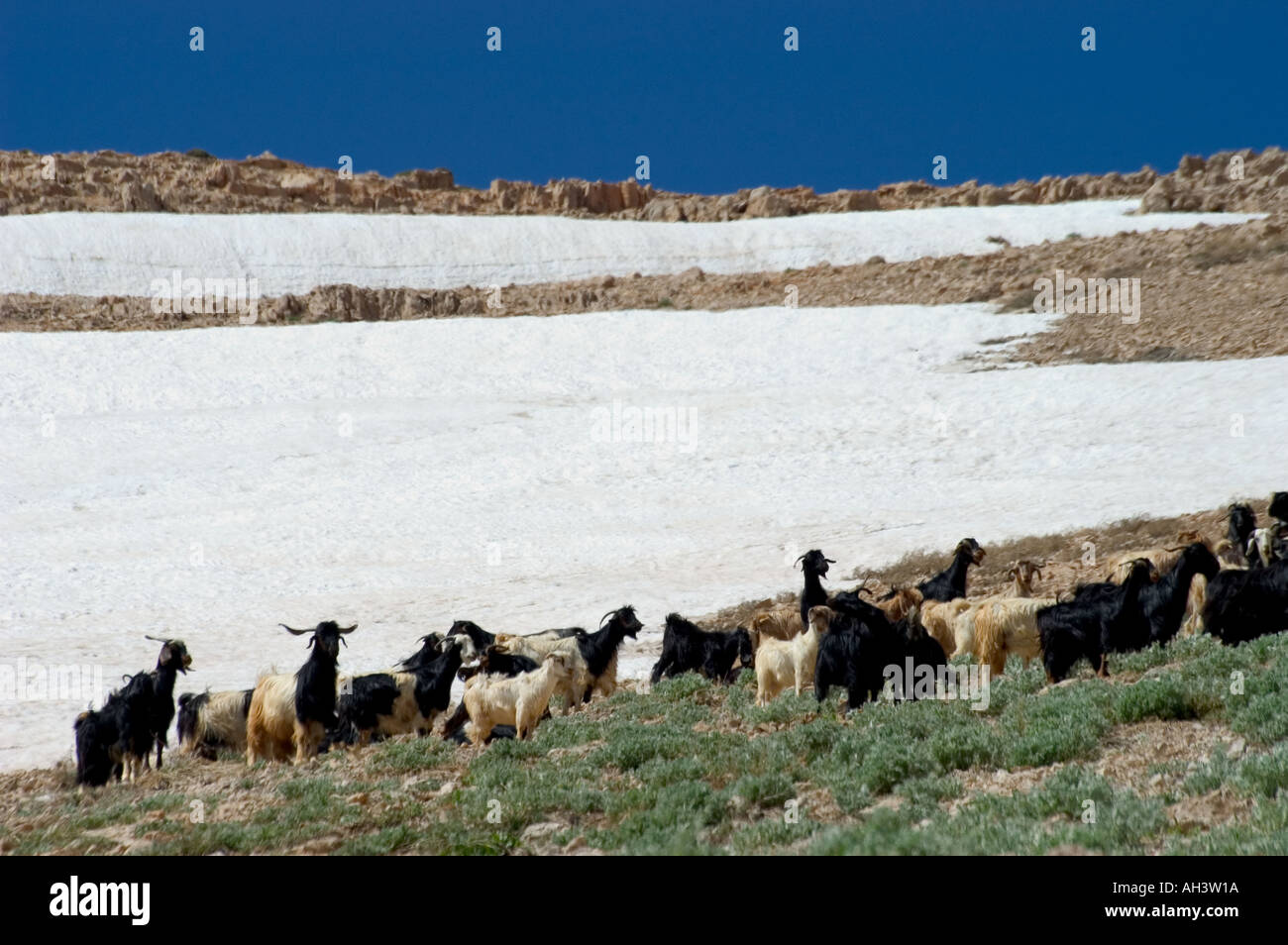goats Bcharre Lebanon Middle East Stock Photo - Alamy