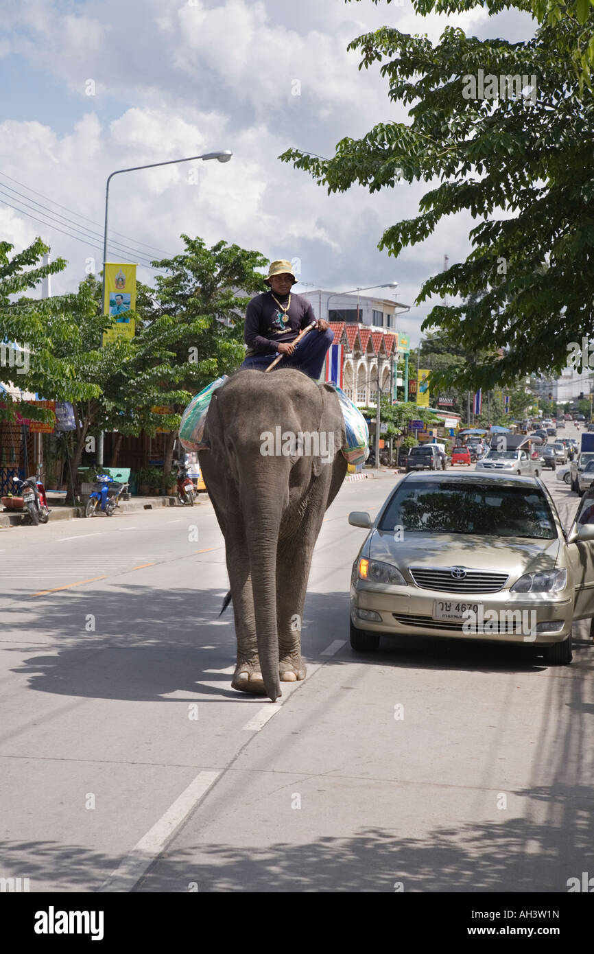 Elephant with elephant elephant Mahout rider riding it along / on the ...