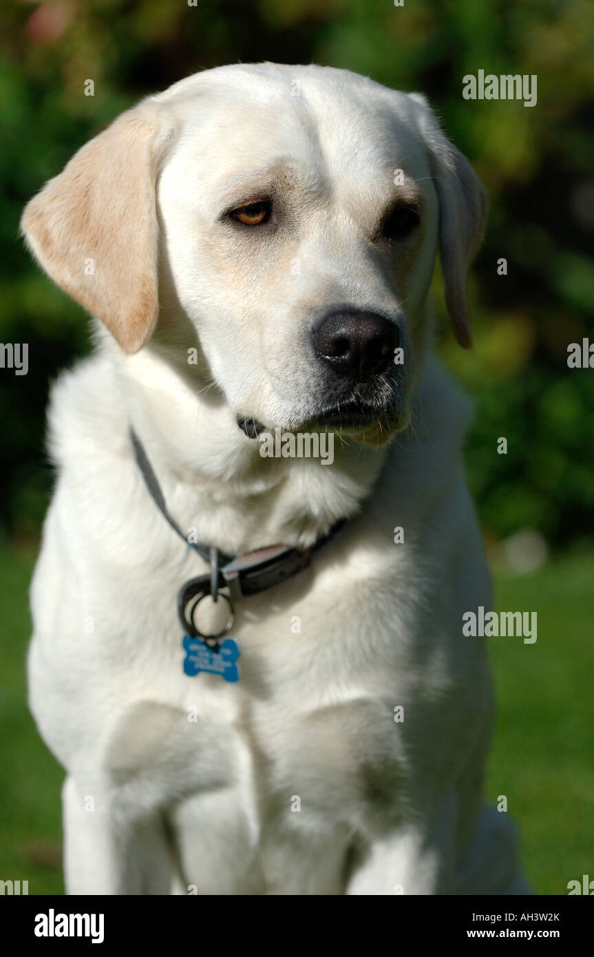 Golden labrador dog Stock Photo - Alamy
