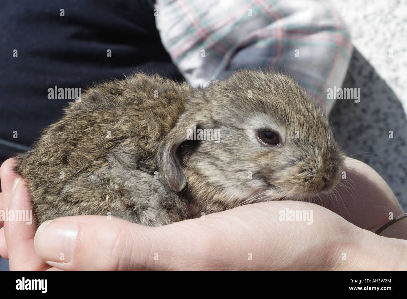 Small bunny being cute hi-res stock photography and images - Alamy