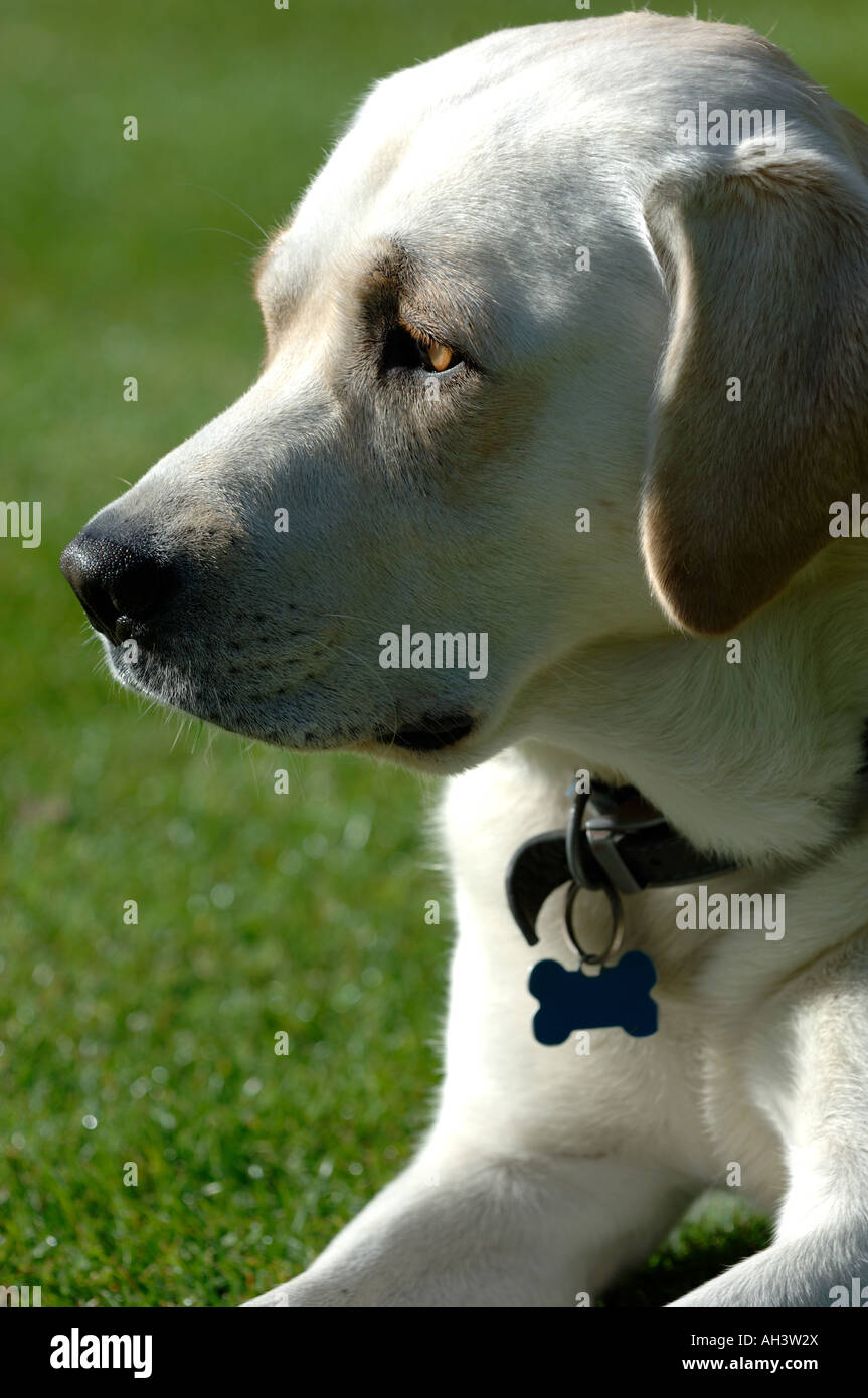 Golden labrador dog Stock Photo - Alamy