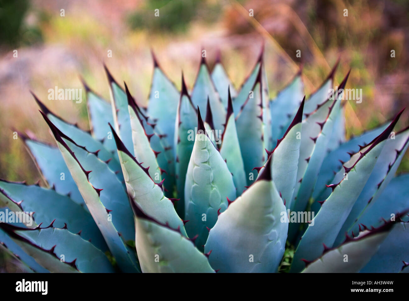 Agave palmeri hi-res stock photography and images - Alamy