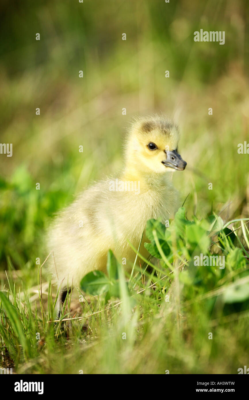 Richard gosling hi-res stock photography and images - Alamy
