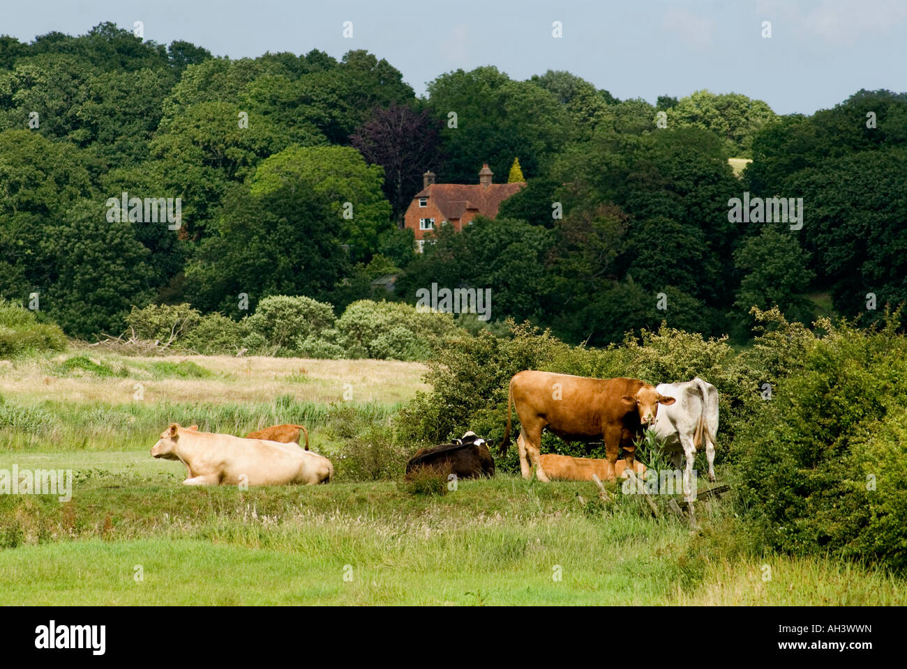 Cows in Combe Haven Valley East Sussex Stock Photo - Alamy