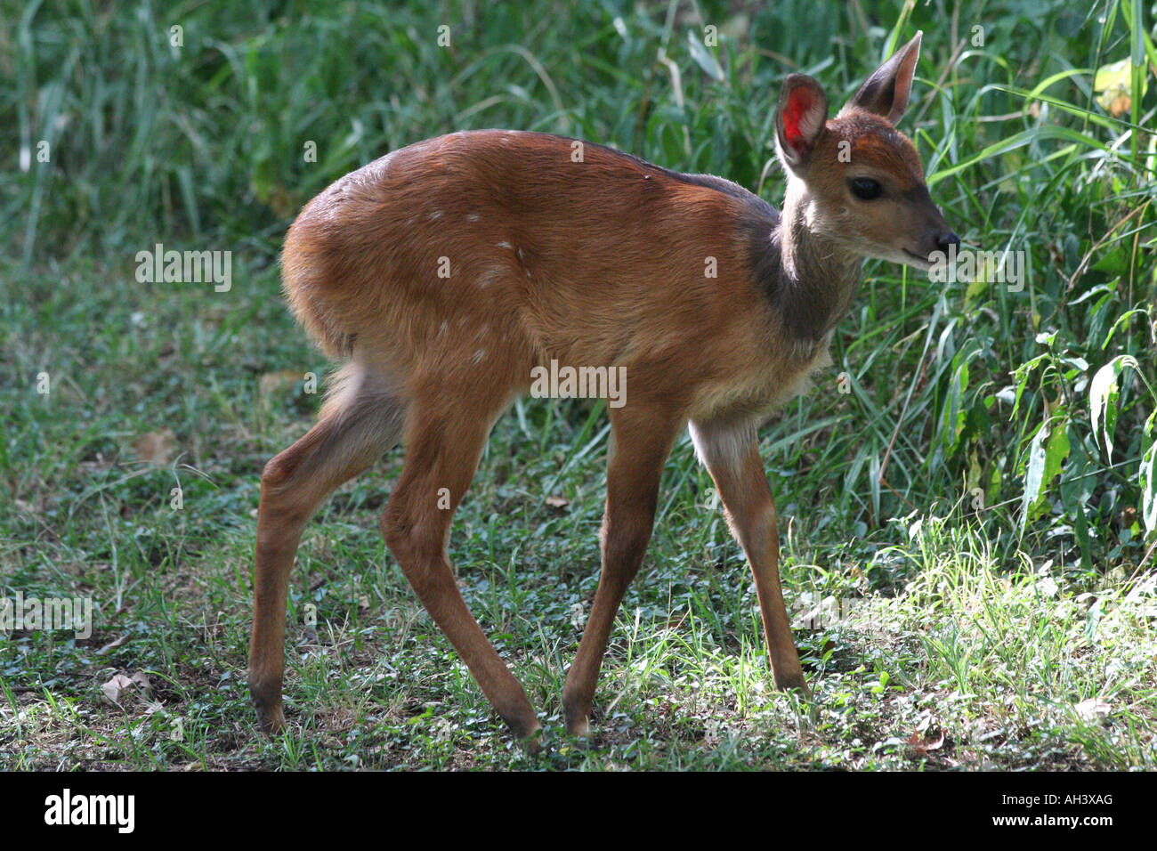 Baby Bushbuck