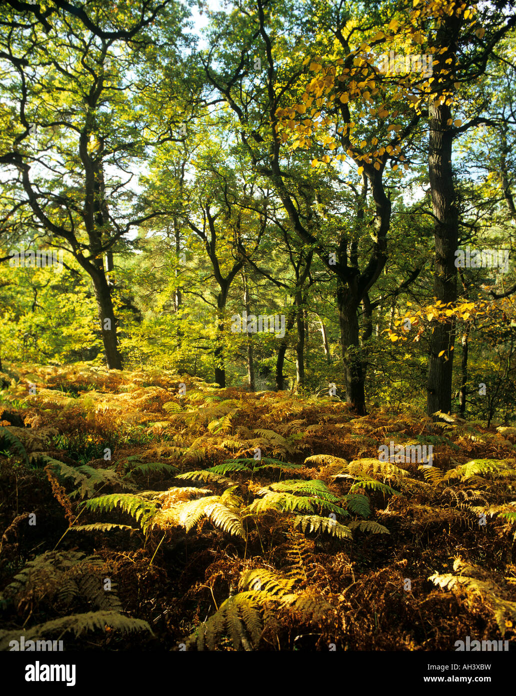 Autumn ferns and woodland foliage in Hareshaw Dene near Bellingham ...