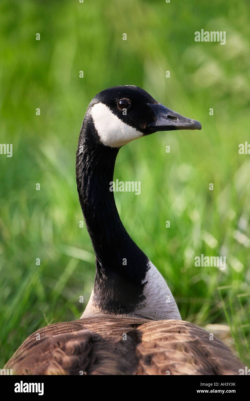 Observing geese hi-res stock photography and images - Alamy