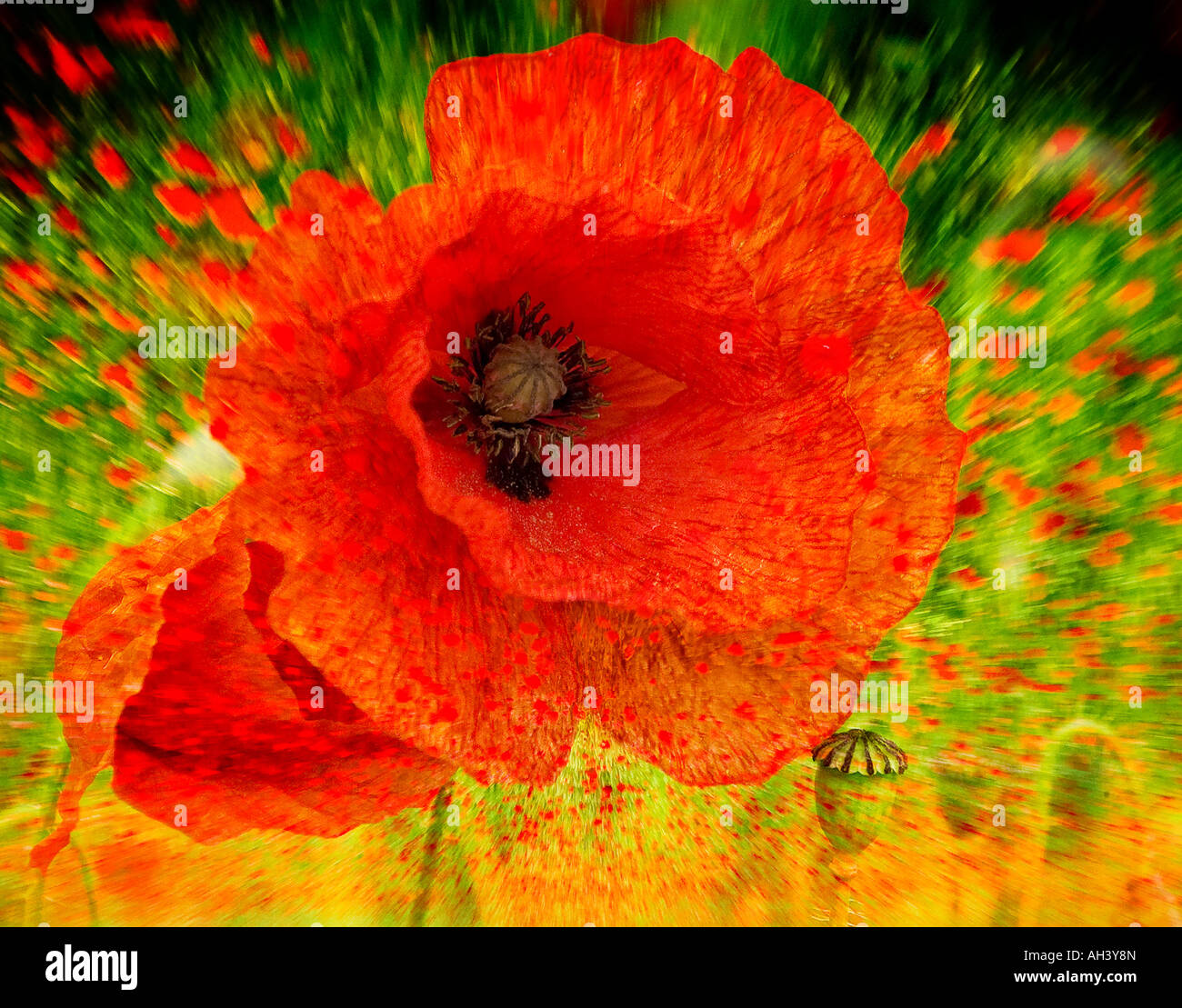 Merged image of individual poppy flower with zoomed image of poppy ...