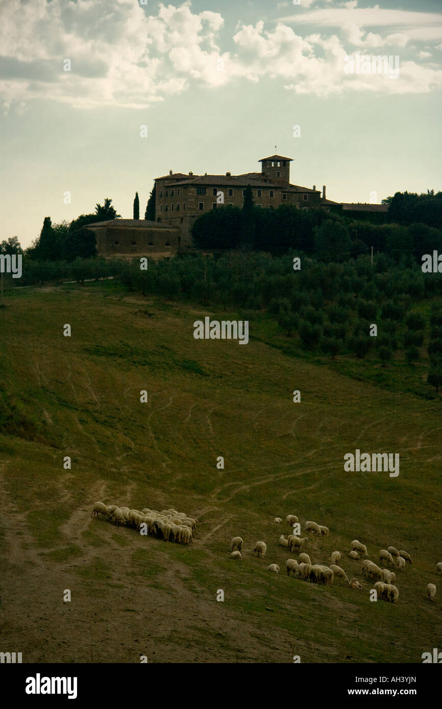 Flock of sheep in field, Pienza , Tuscany, Italy Stock Photo - Alamy