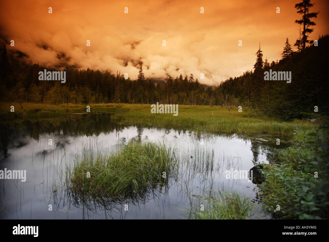 Pond in a forest Stock Photo - Alamy