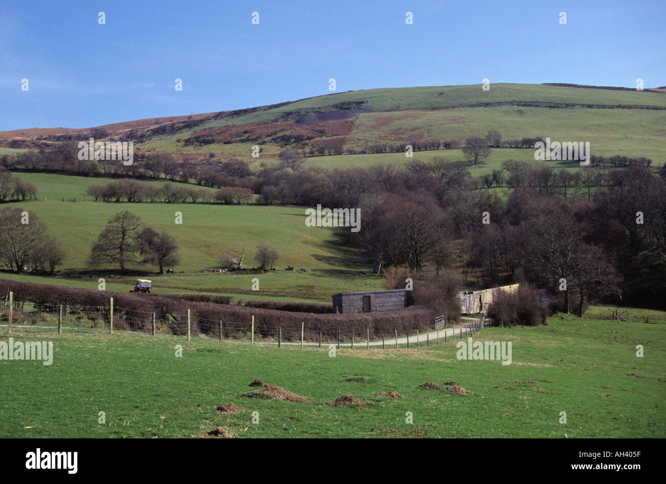 Red kite feeding station hi-res stock photography and images - Alamy