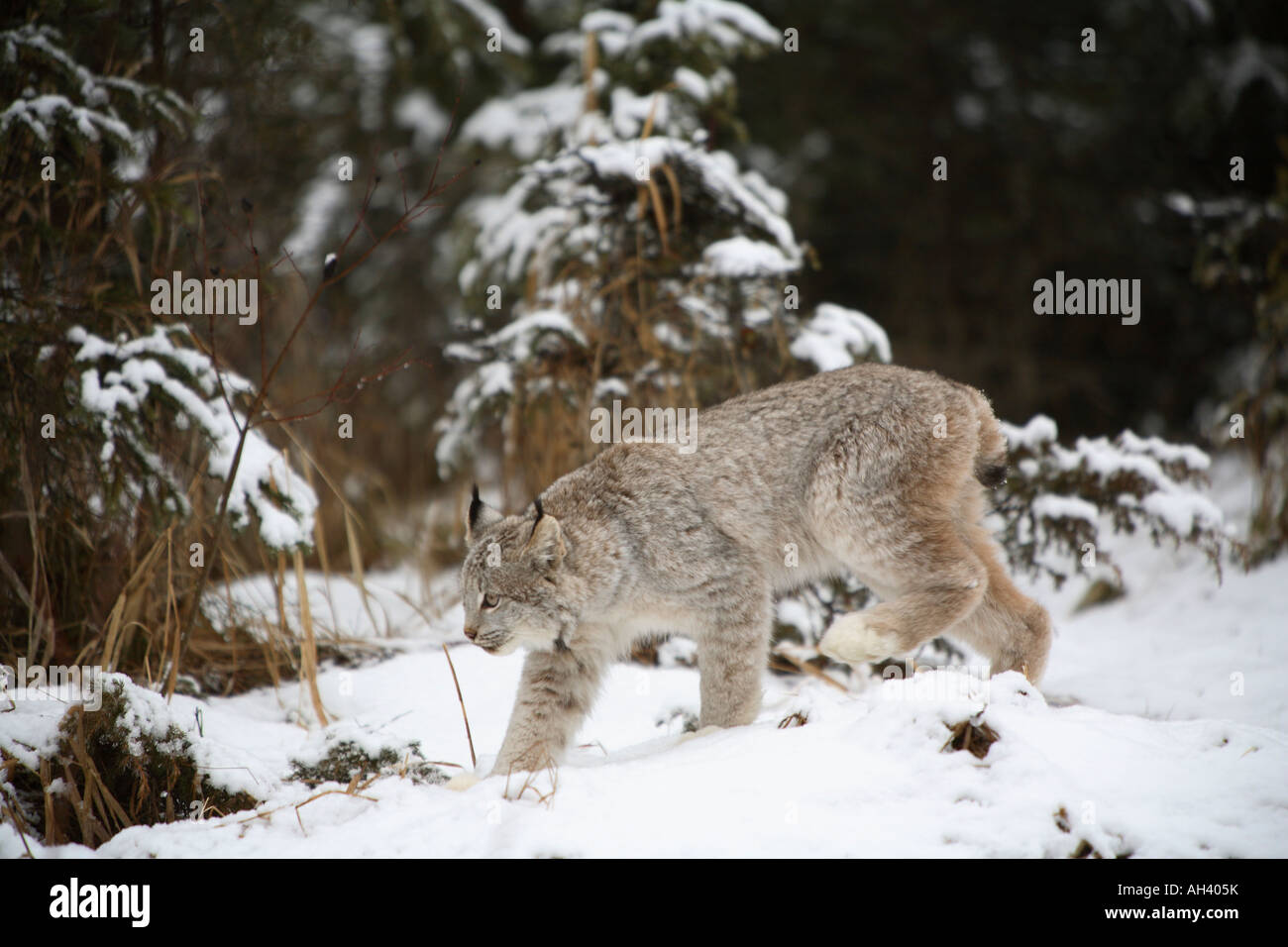 Lynx in the snow Stock Photo - Alamy