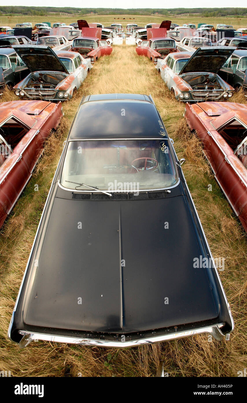 Showy car in field of junk cars Stock Photo - Alamy