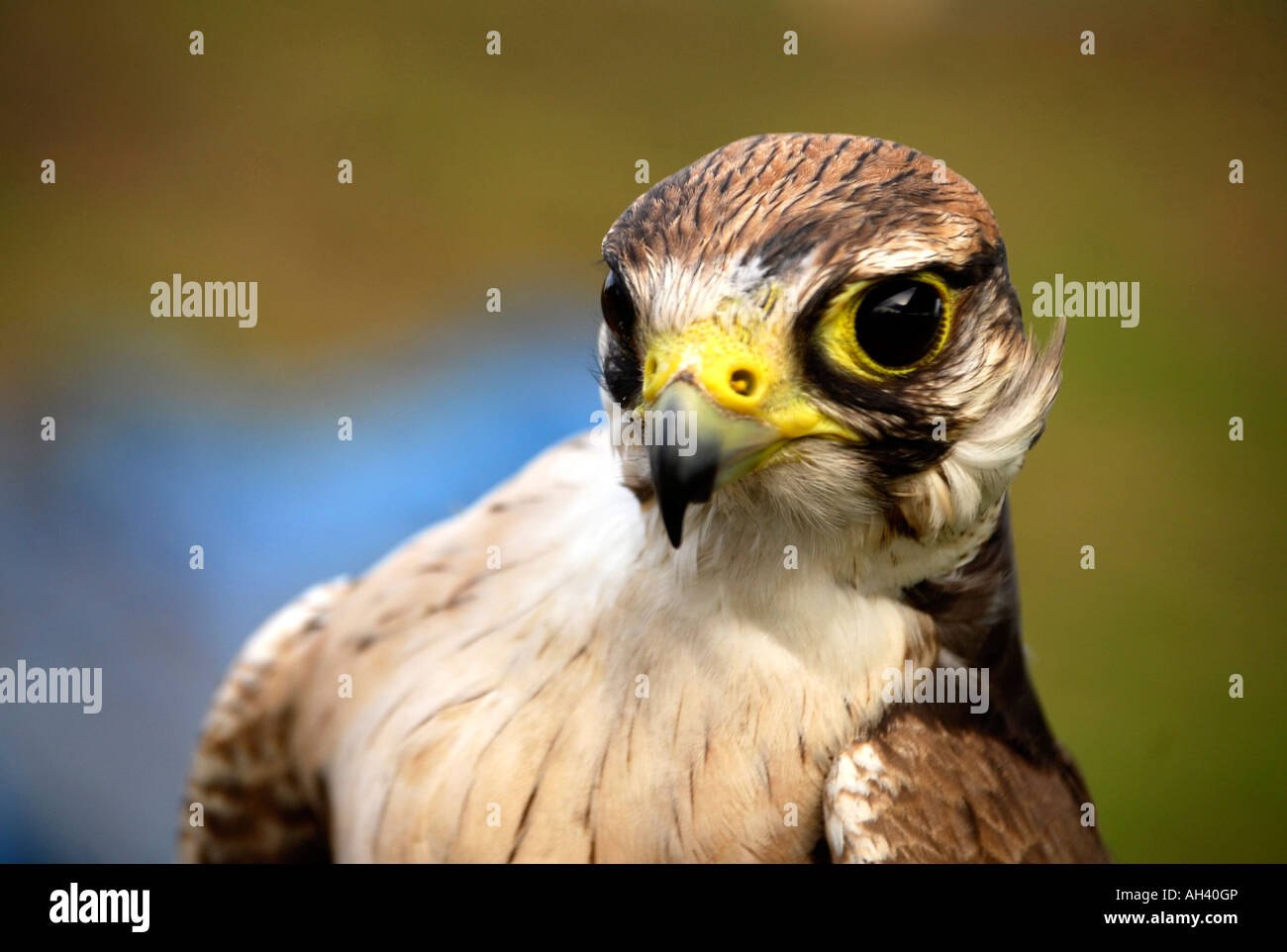 Saker Falcon close up photo Stock Photo - Alamy