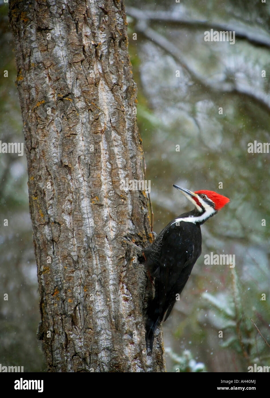 Woodpecker pics hi-res stock photography and images - Alamy